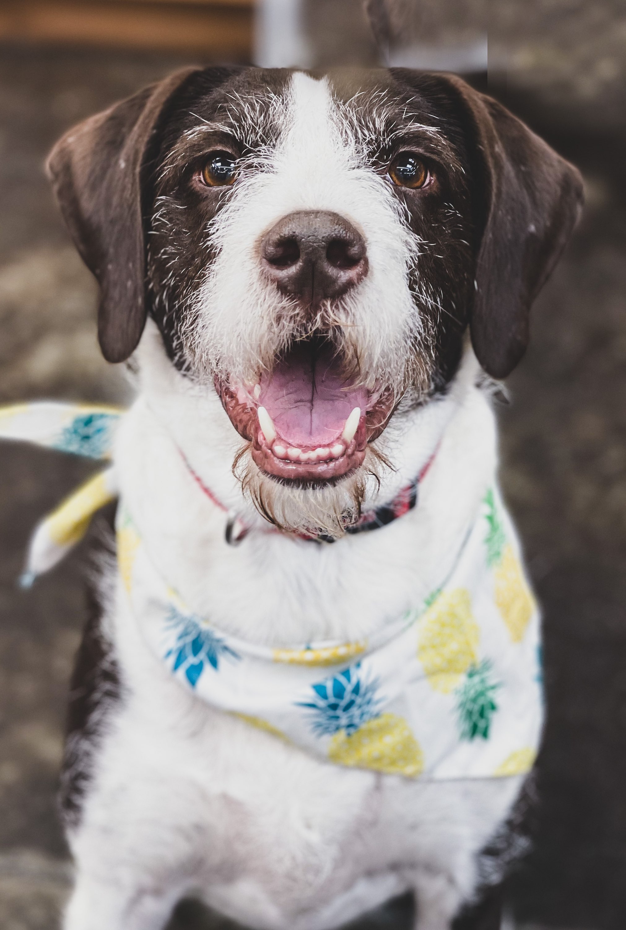 Meet Our Staff – VetMobile