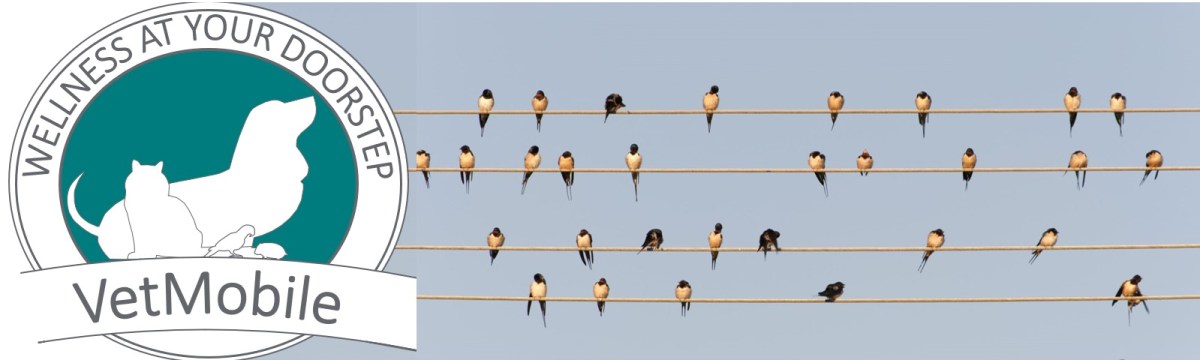 Contact Us – VetMobile